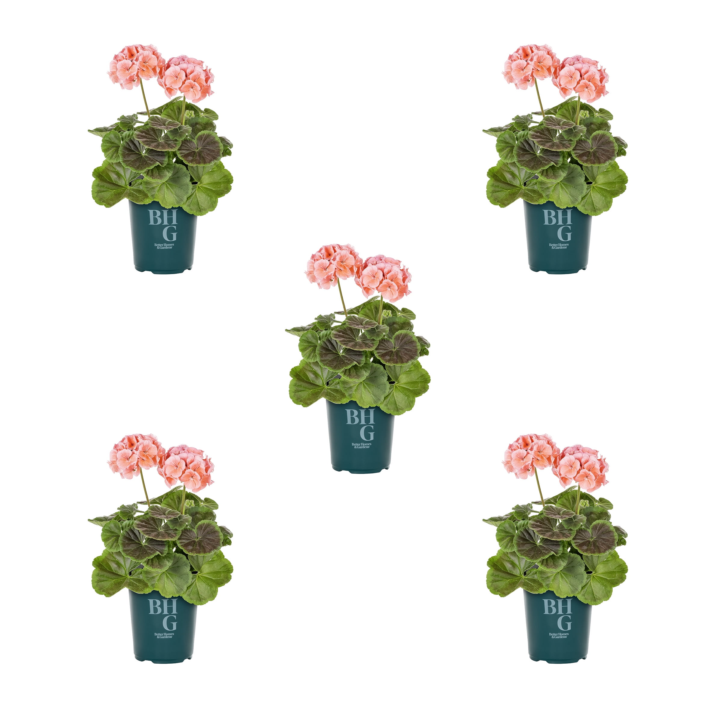 Better Homes & Gardens 1QT Orange Geranium Live Annual Plant Sun 5-Pack ...