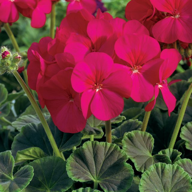 Better Homes & Gardens 1QT Pink Geranium Live Annual Plant Sun ...