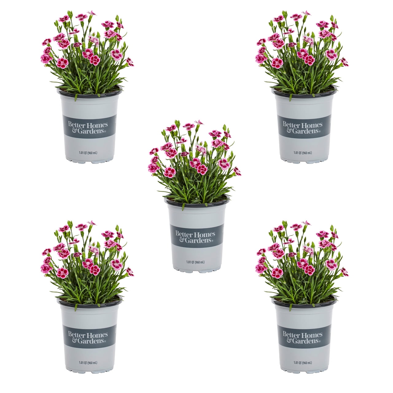 Better Homes & Gardens 1QT Pink Kisses Dianthus Perennial Live Plants ...
