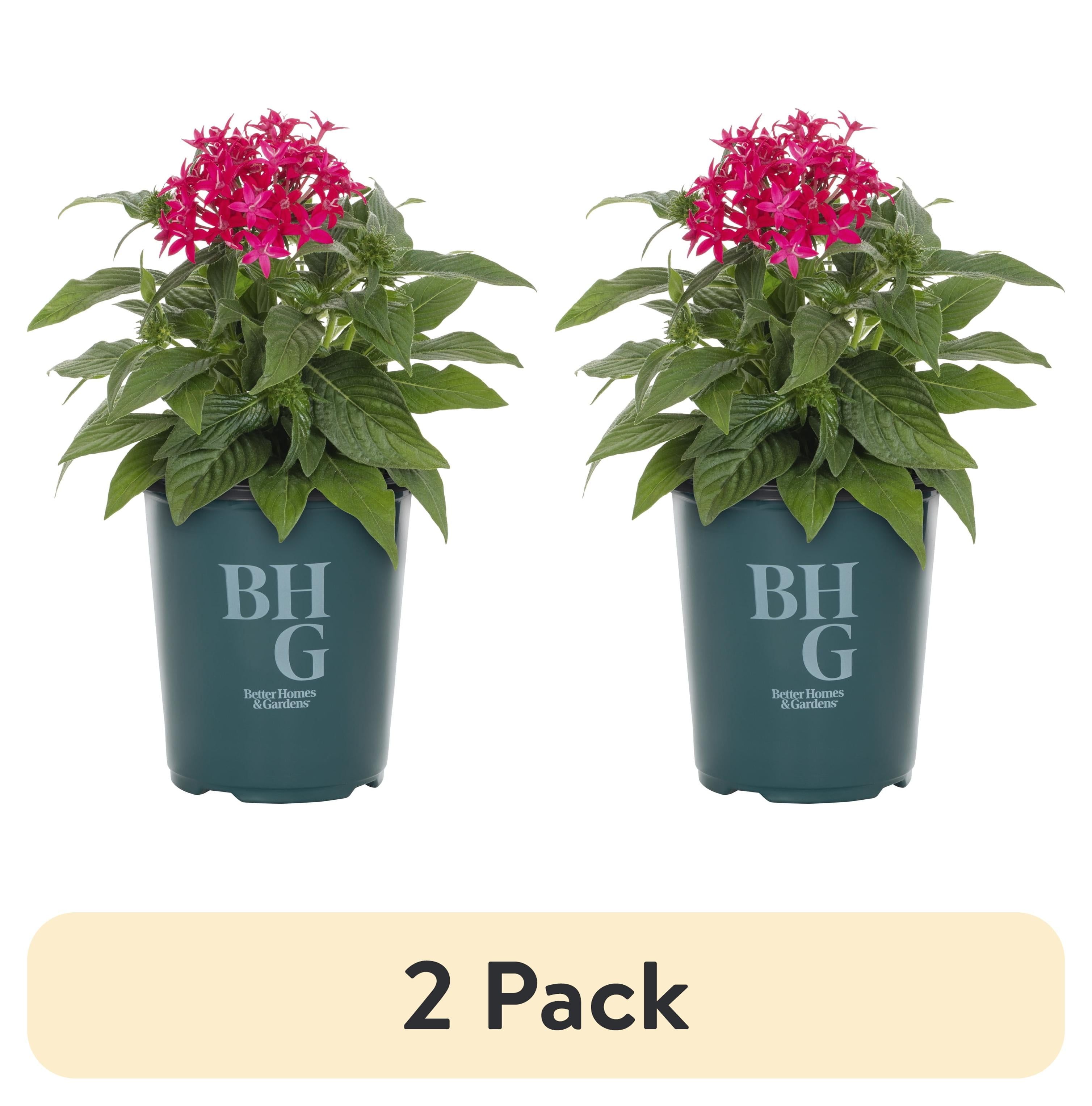 (2 pack) Better Homes & Gardens 1QT Pink Pentas Live Plant With Grower ...