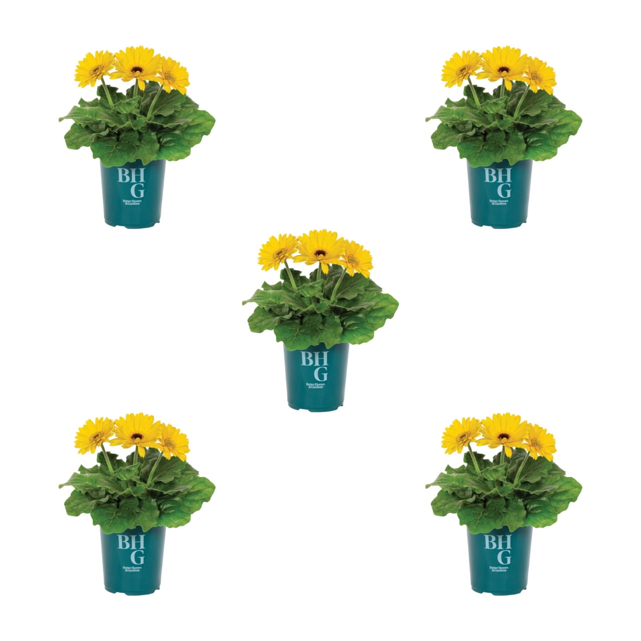 Better Homes & Gardens 1QT Yellow Gerbera Daisy Live Annual Plant Sun 5 ...