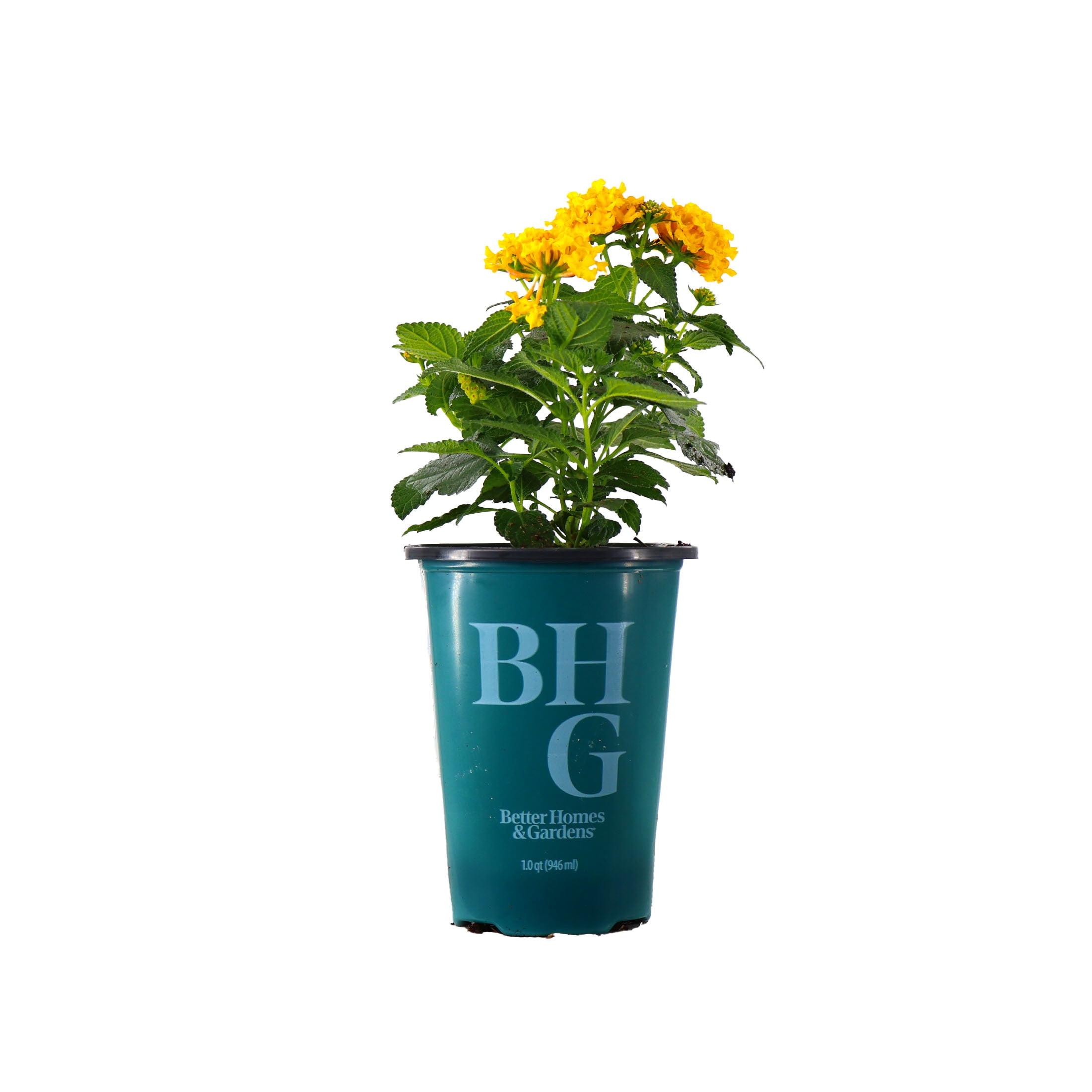 Better Homes & Gardens 1QT Yellow Lantana Live Plants Grower Pots Sun ...