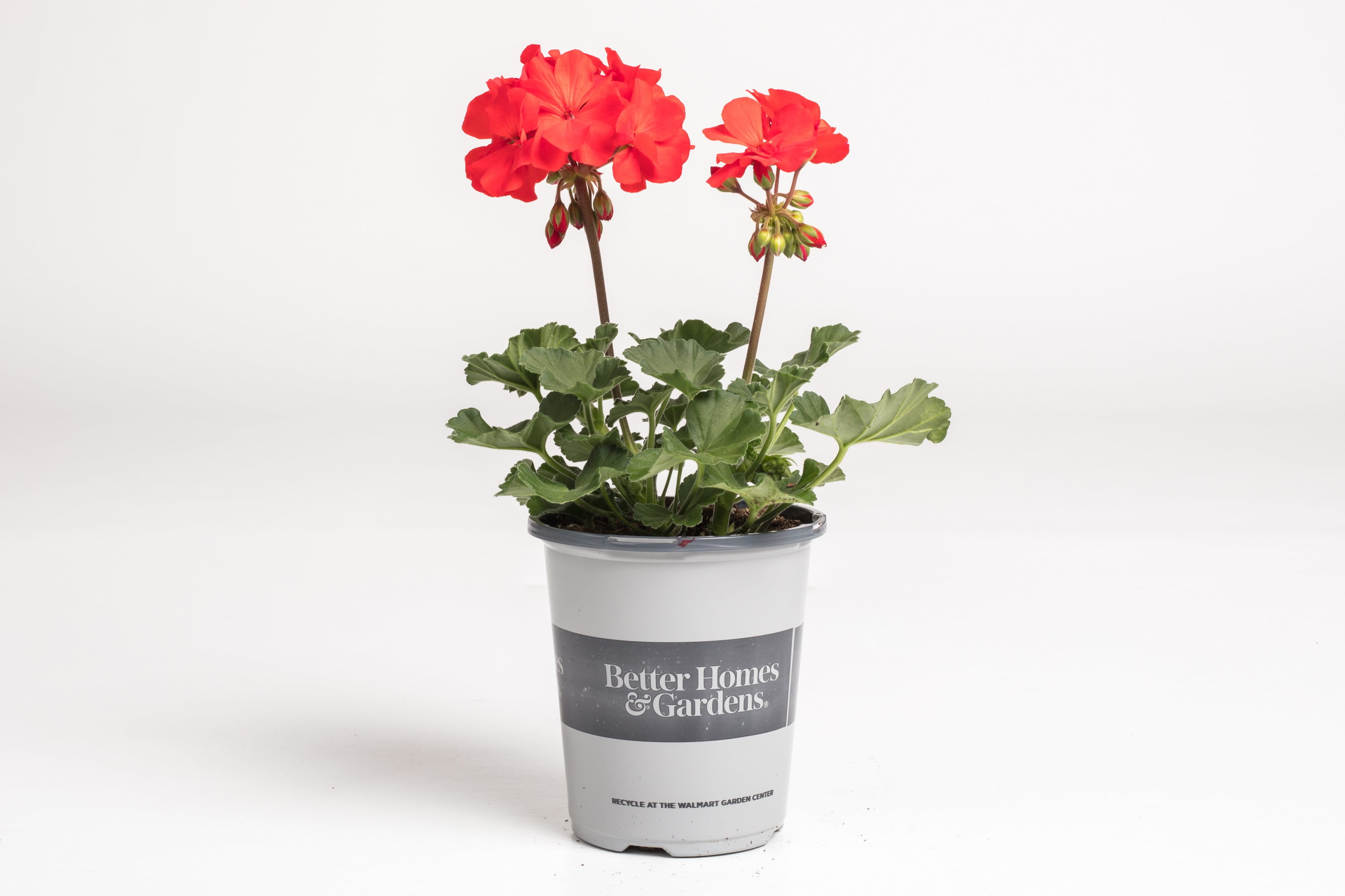 Better Homes & Gardens 1QT Zonal Geranium Various Colors Live Plant ...
