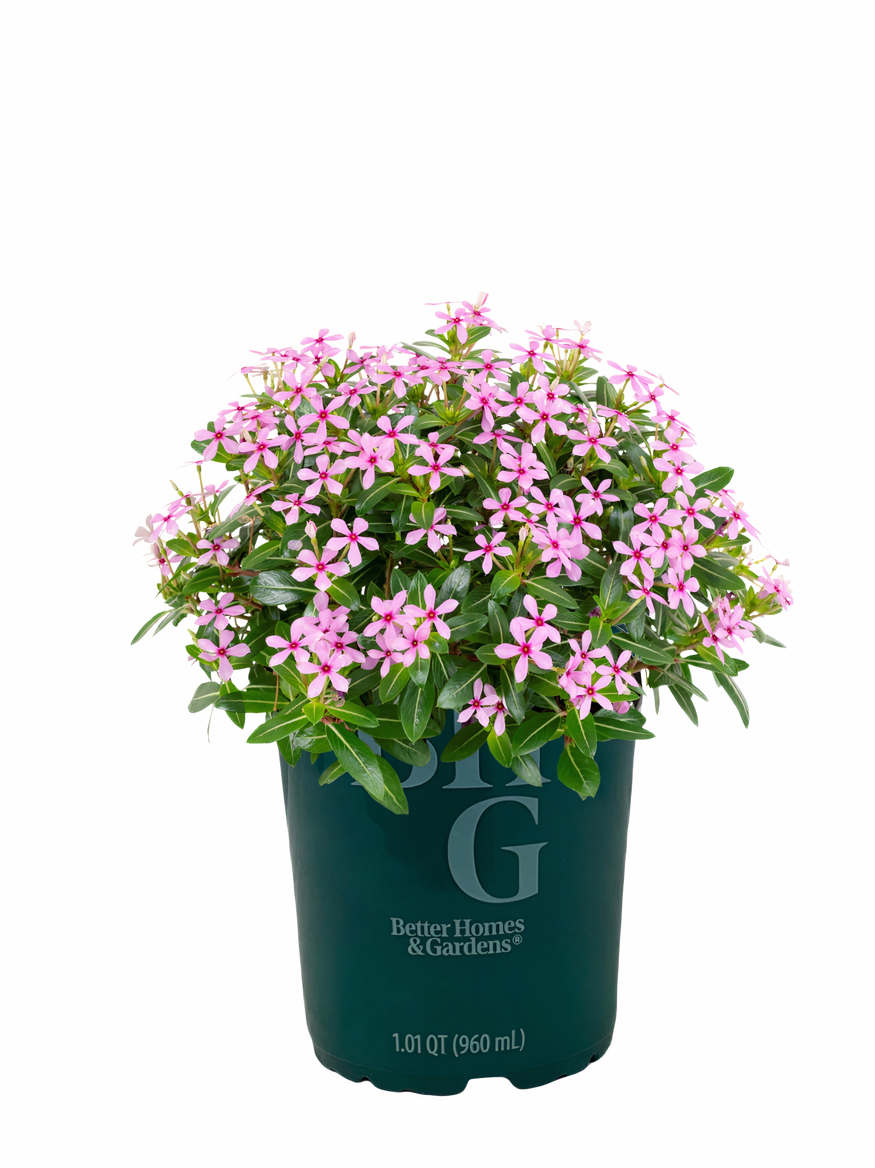 Better Homes & Gardens 1Qt Vinca Soiree Kawaii Purple Live Plant Grower ...