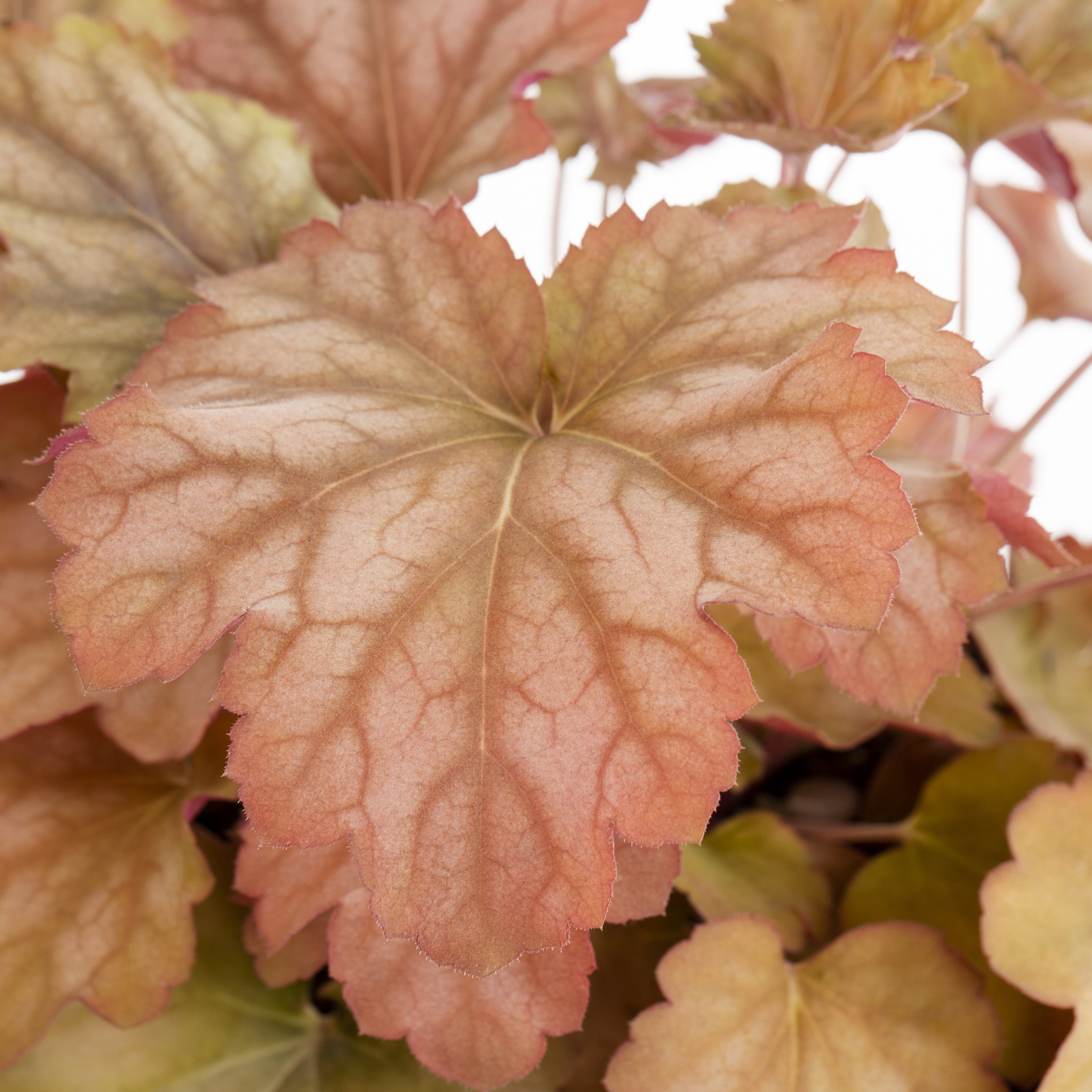 Better Homes & Gardens 2.0QT Multi-color Heuchera, Full Sun, Live ...