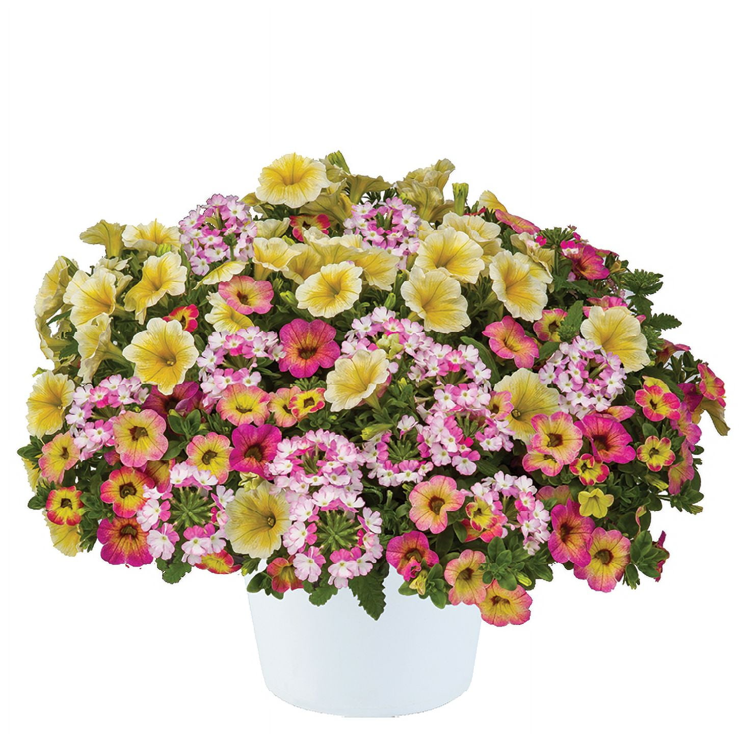 Better Homes & Gardens 2.5 Gallon Containers Made Easy Annual ...