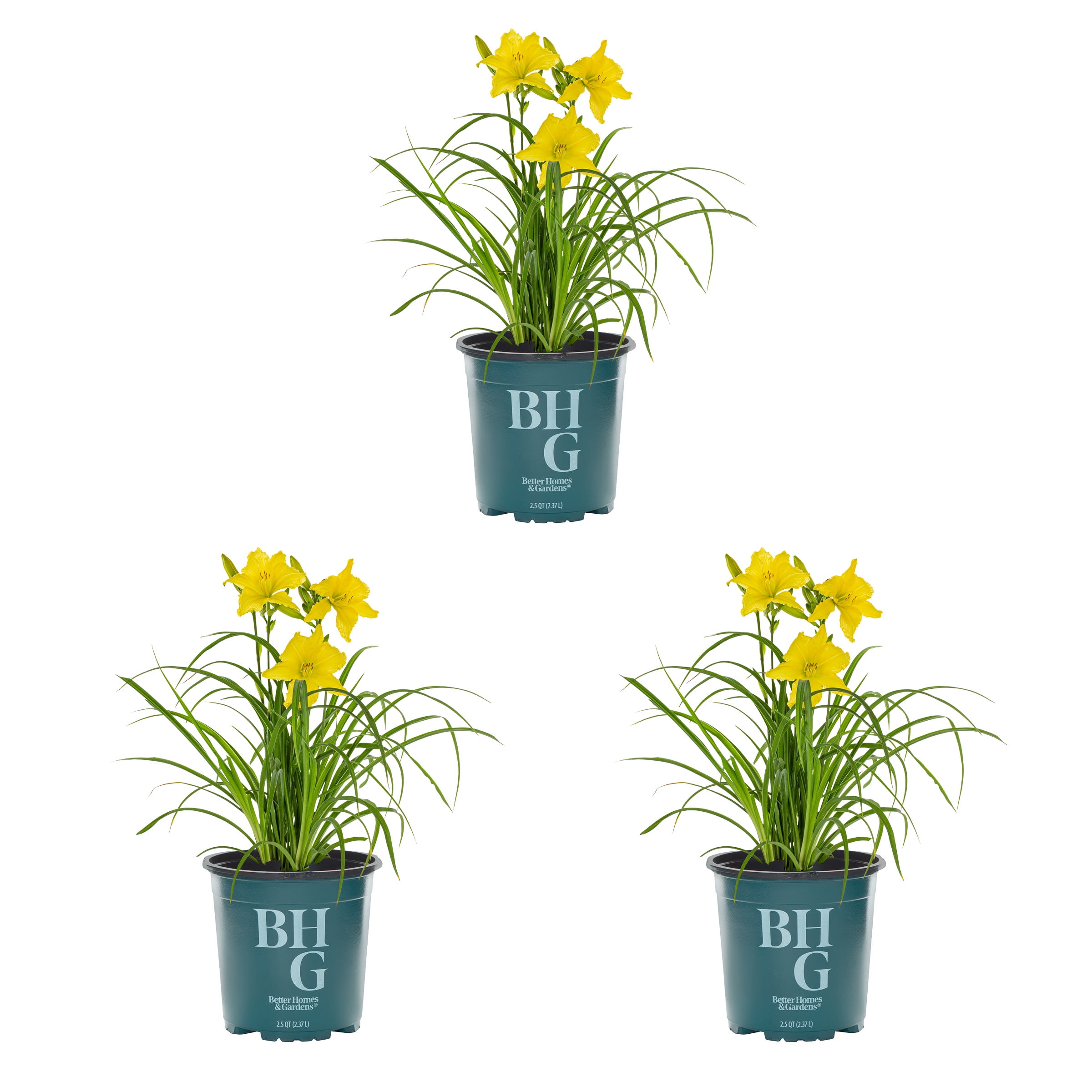 Better Homes & Gardens 2.5 Quart Big Time Happy Daylily Perennial Live ...
