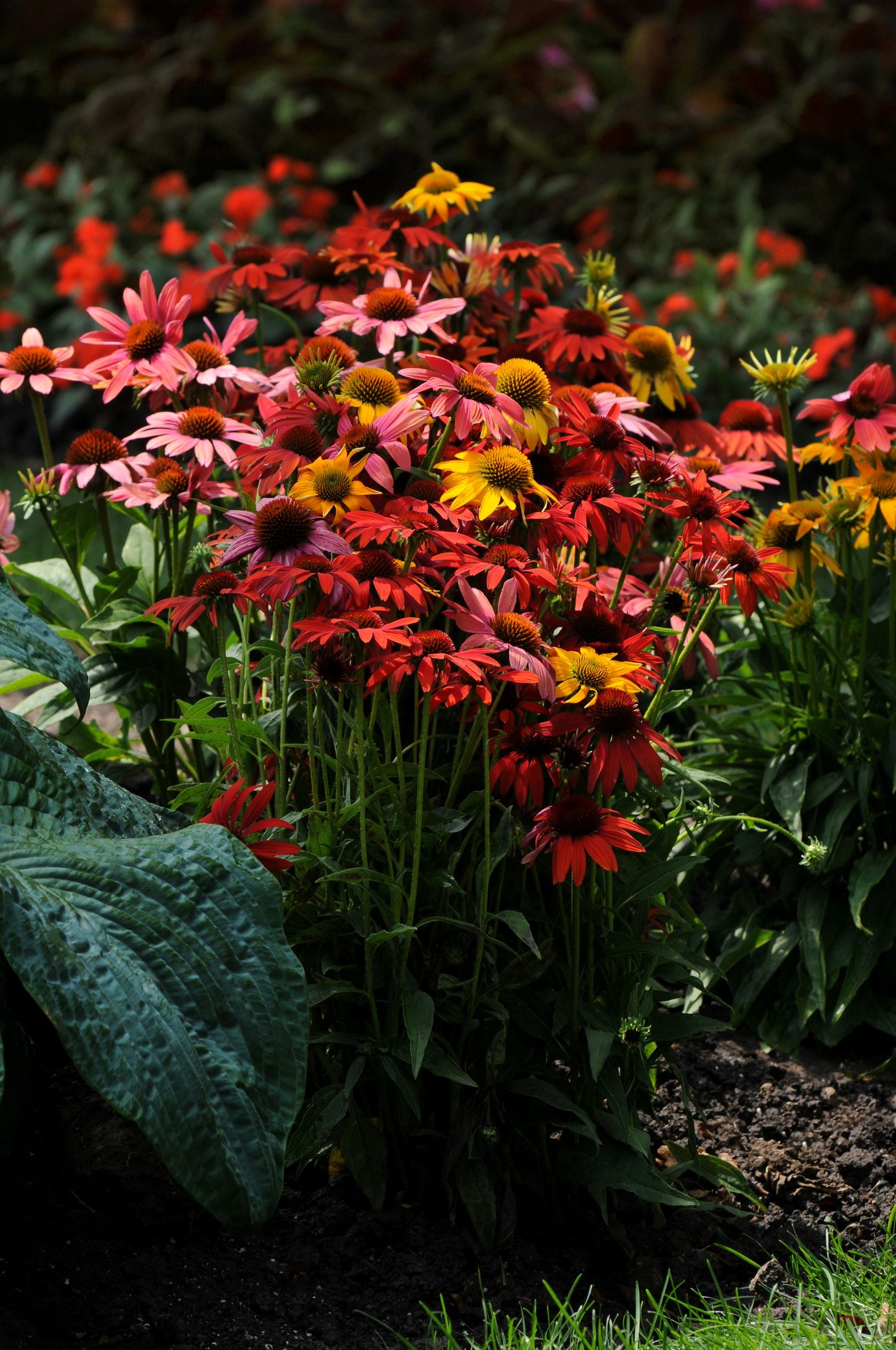 Better Homes & Gardens 2.5 Quart Echinacea Coneflower Multicolor ...