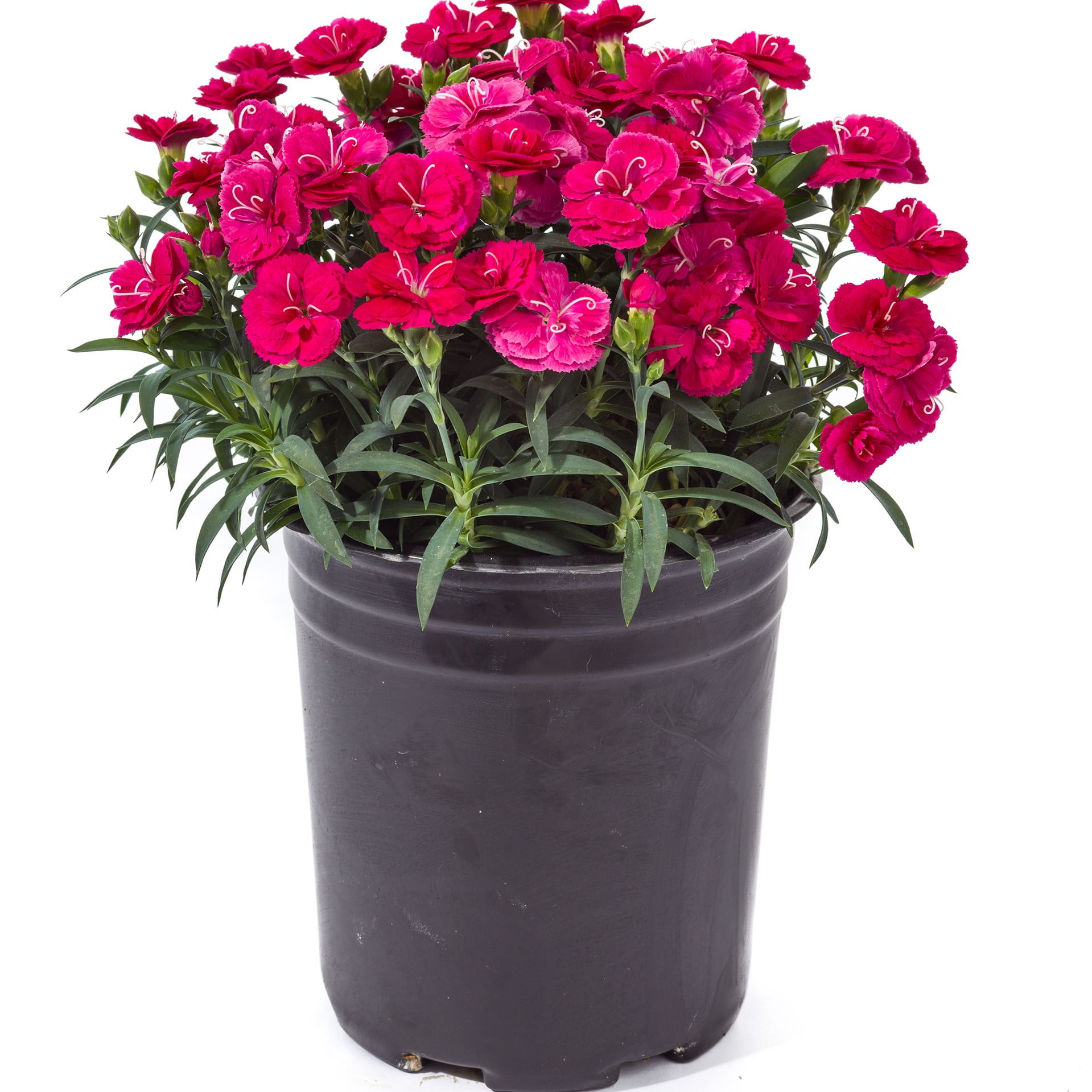 Better Homes & Gardens 2.5 Quart Multicolor Dianthus Perennial Outdoor ...