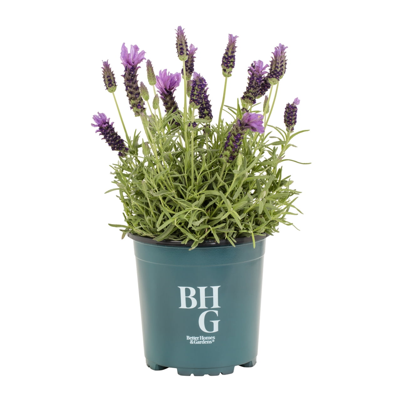 Better Homes & Gardens 2.5Q Purple Lavender La Diva Big Night Live ...