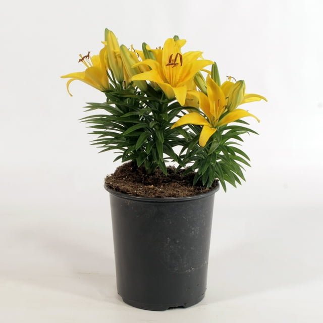 Better Homes & Gardens 2.5 Quart Red Asiatic Lily Perennial Outdoor ...