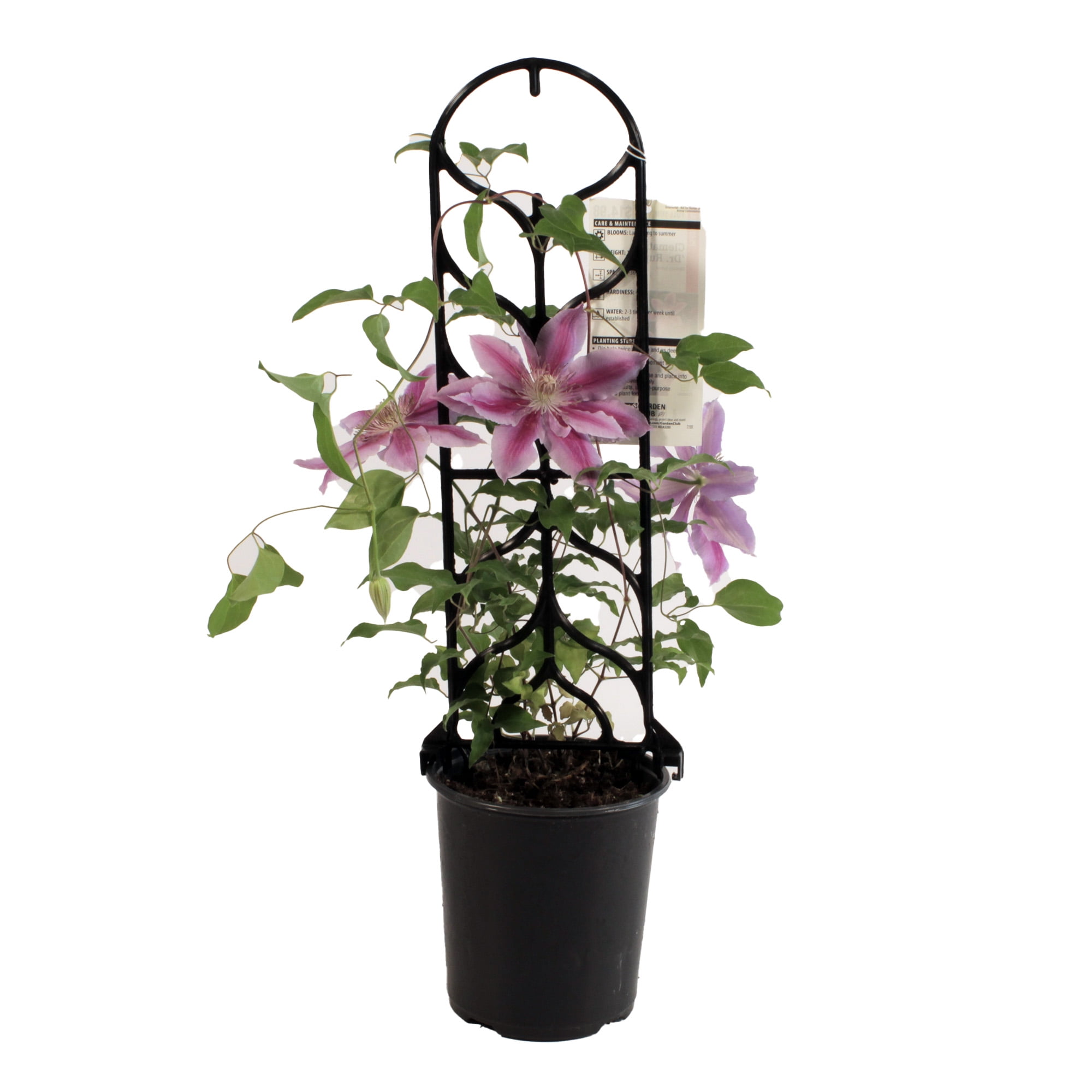 Better Homes & Gardens 2.5 Quart Red Clematis Perennial Vining Outdoor ...
