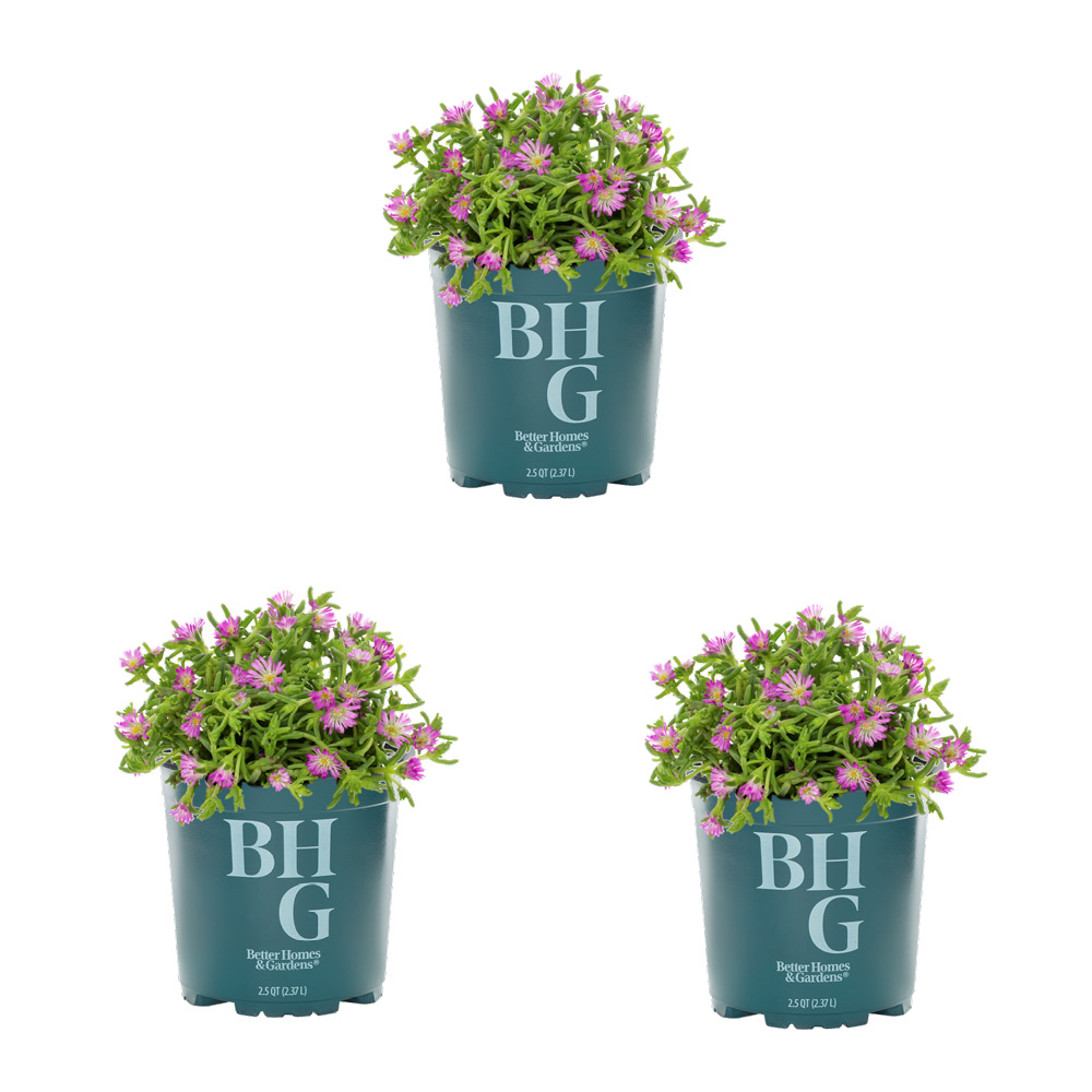 Shades of Rose Coreopsis Tickseed Perennial Plant - Quart Pot - Walmart.com