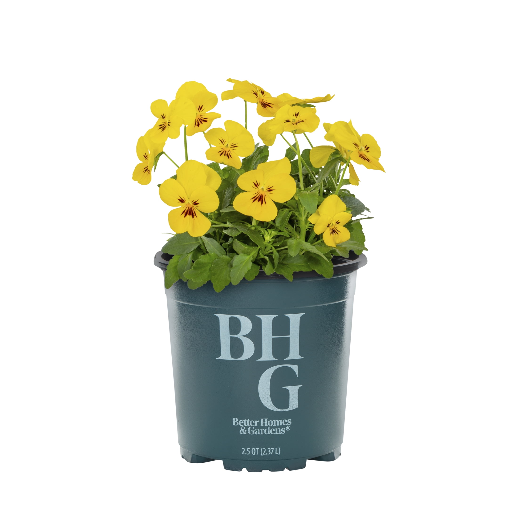 Free Shipping! Better Homes & Gardens 2.5 Quart Yellow Trailing Pansy ...