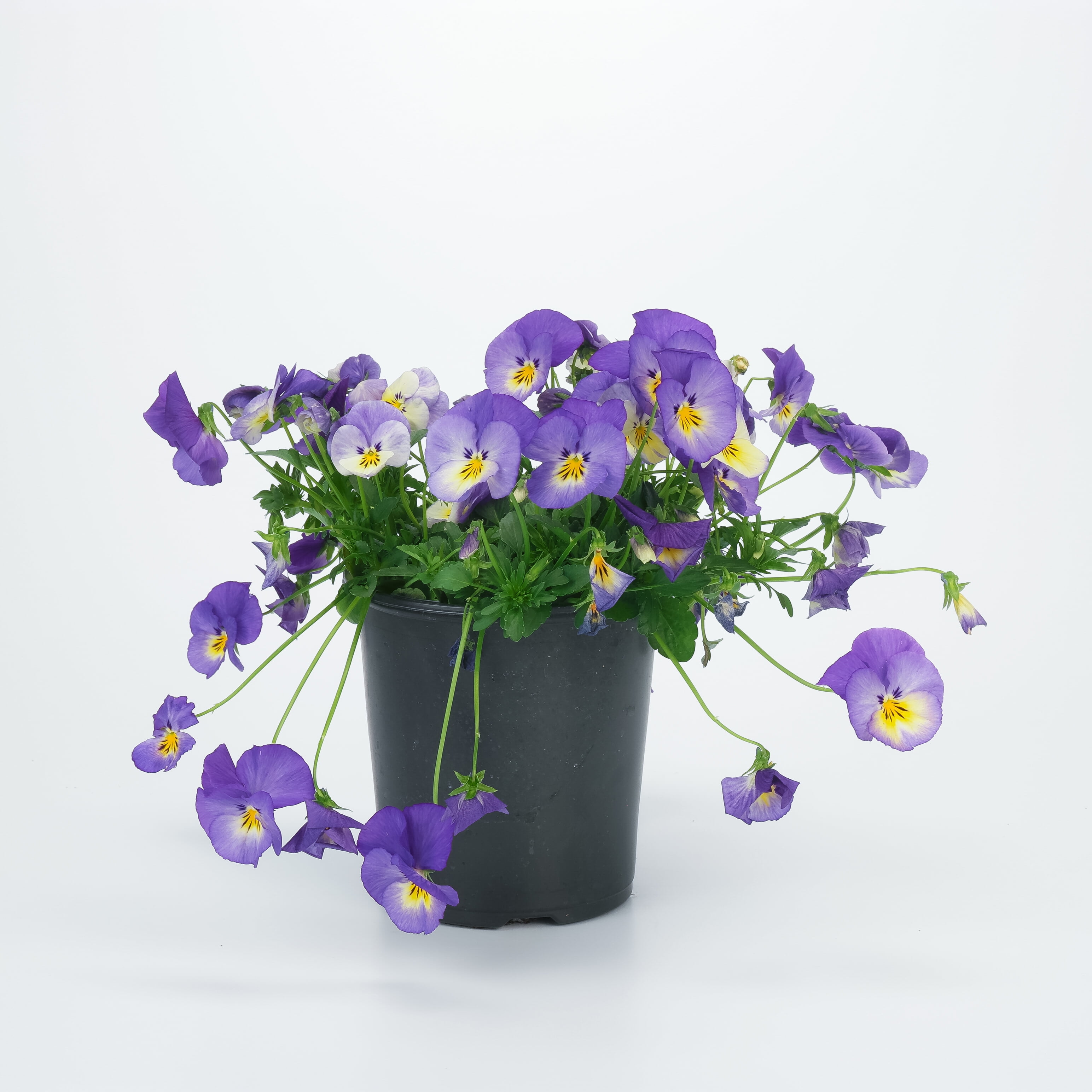 Better Homes & Gardens 2.5 Quart Yellow Viola Perennial Outdoor Live ...