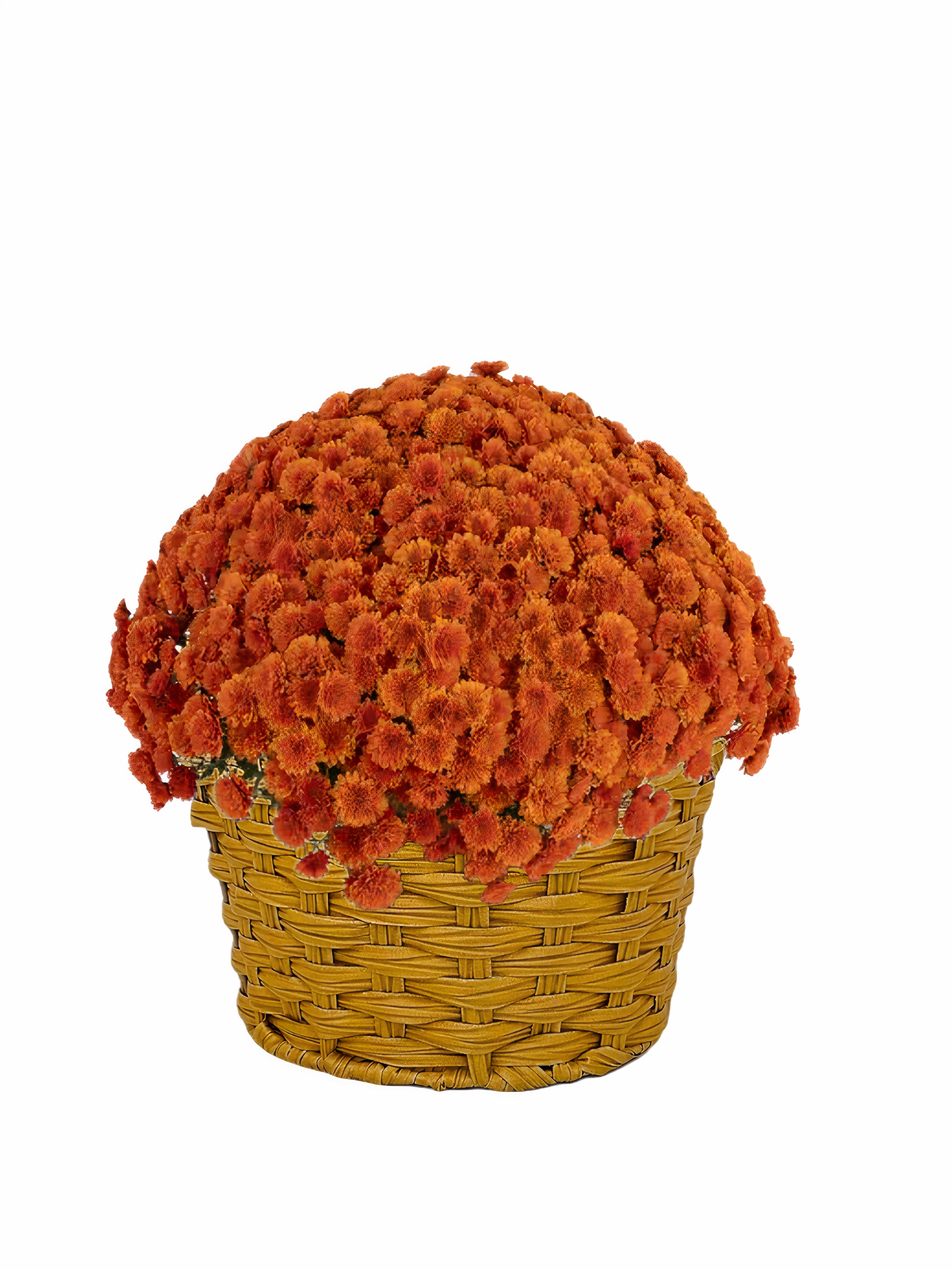 Better Homes & Gardens 2.5G Bronze Mum Live Plant Decorative Pot Full ...