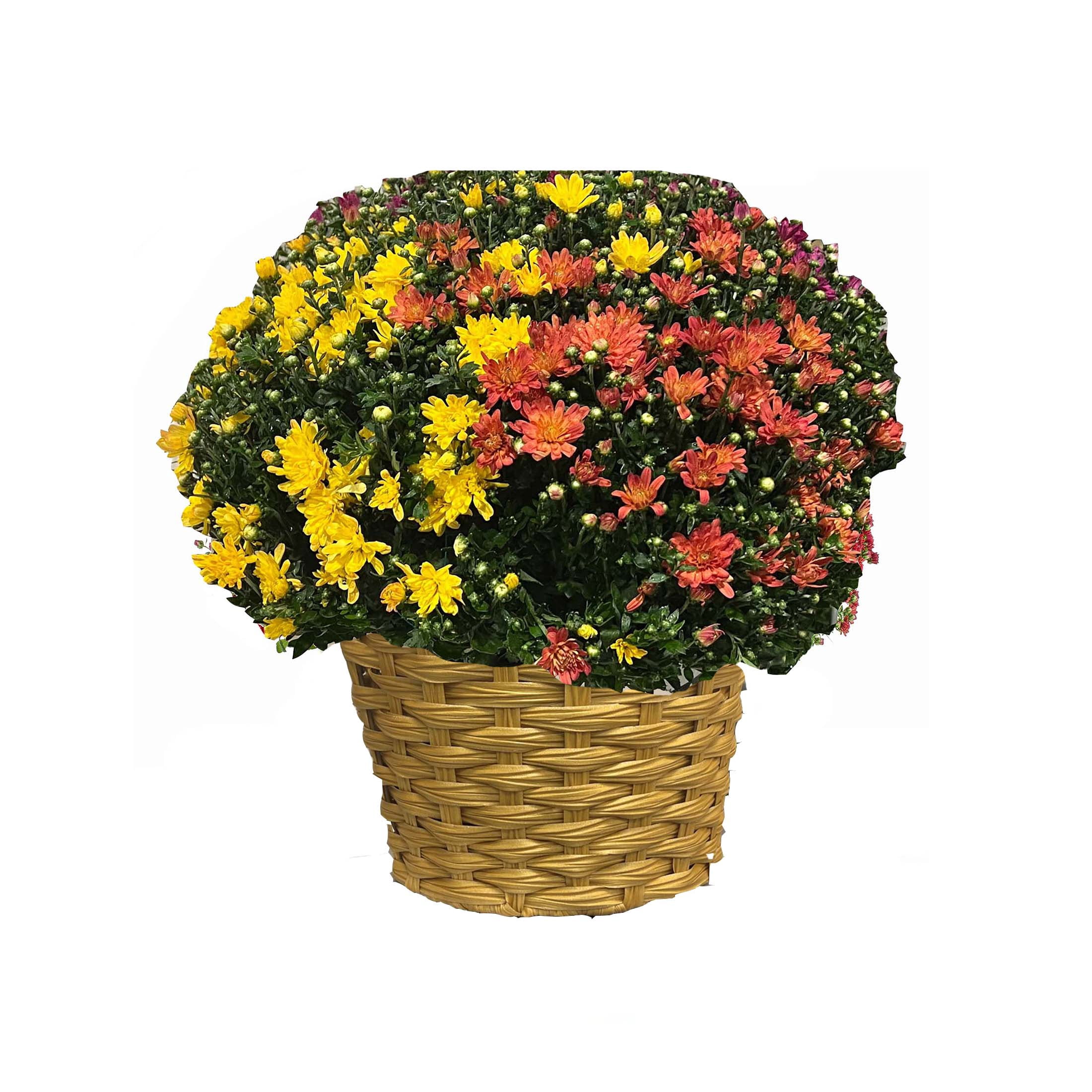 Better Homes & Gardens 2.5G Bushel Mum Multicolor Live Plants Full Sun ...