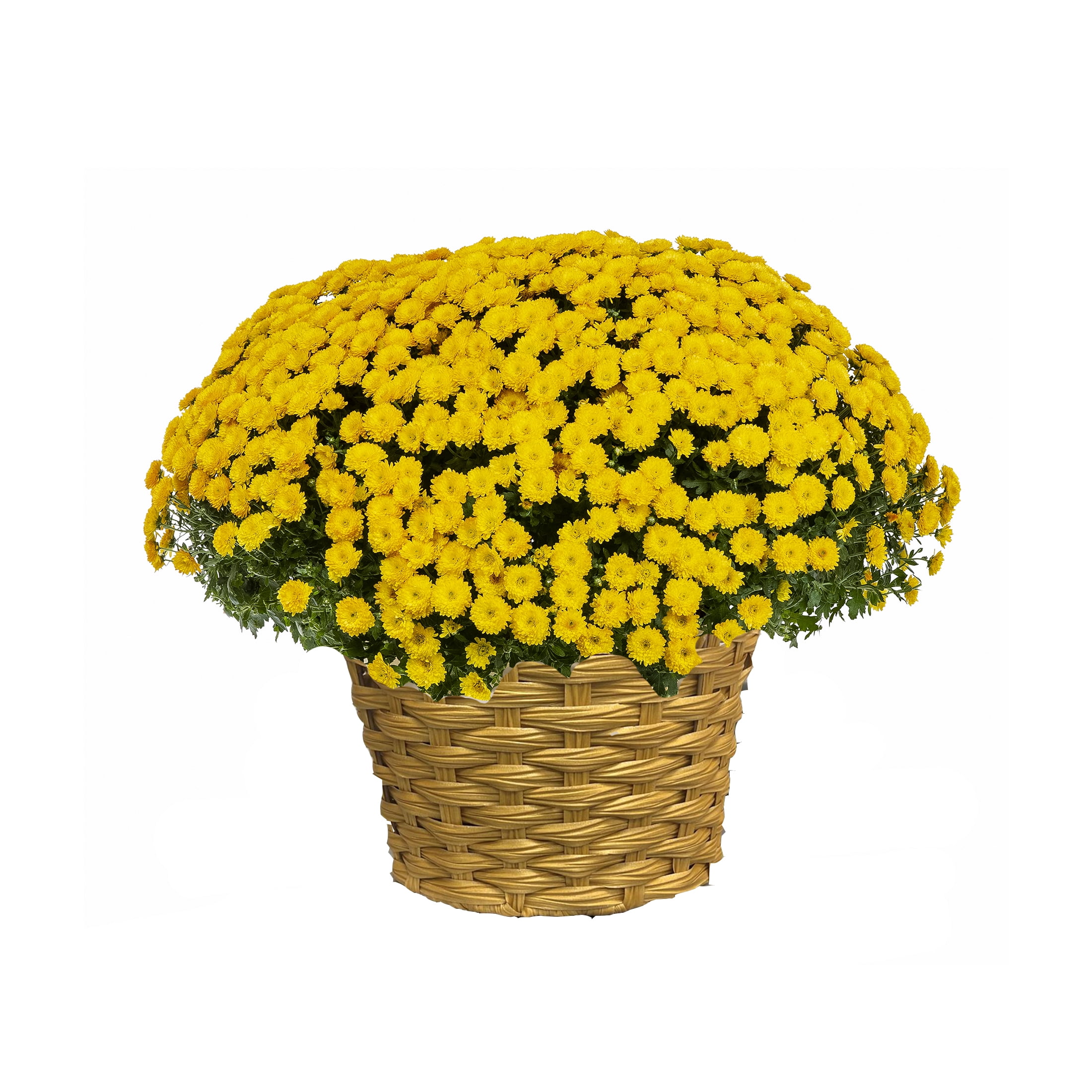 Better Homes & Gardens 2.5G Bushel Mum Yellow Live Plants Full Sun ...
