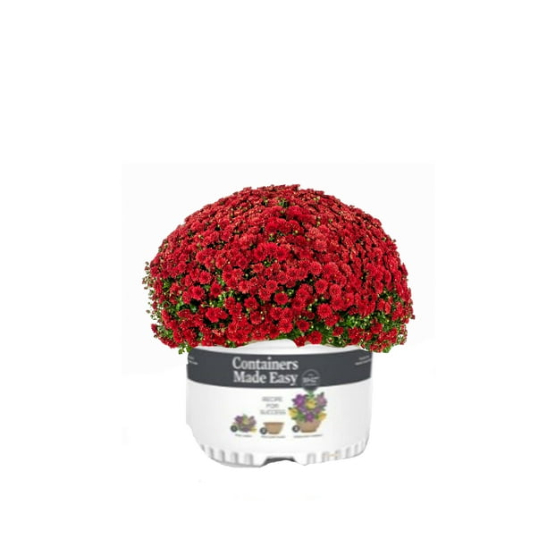 Better Homes & Gardens 2.5G Containers Made Easy Mum Red Live Plants ...