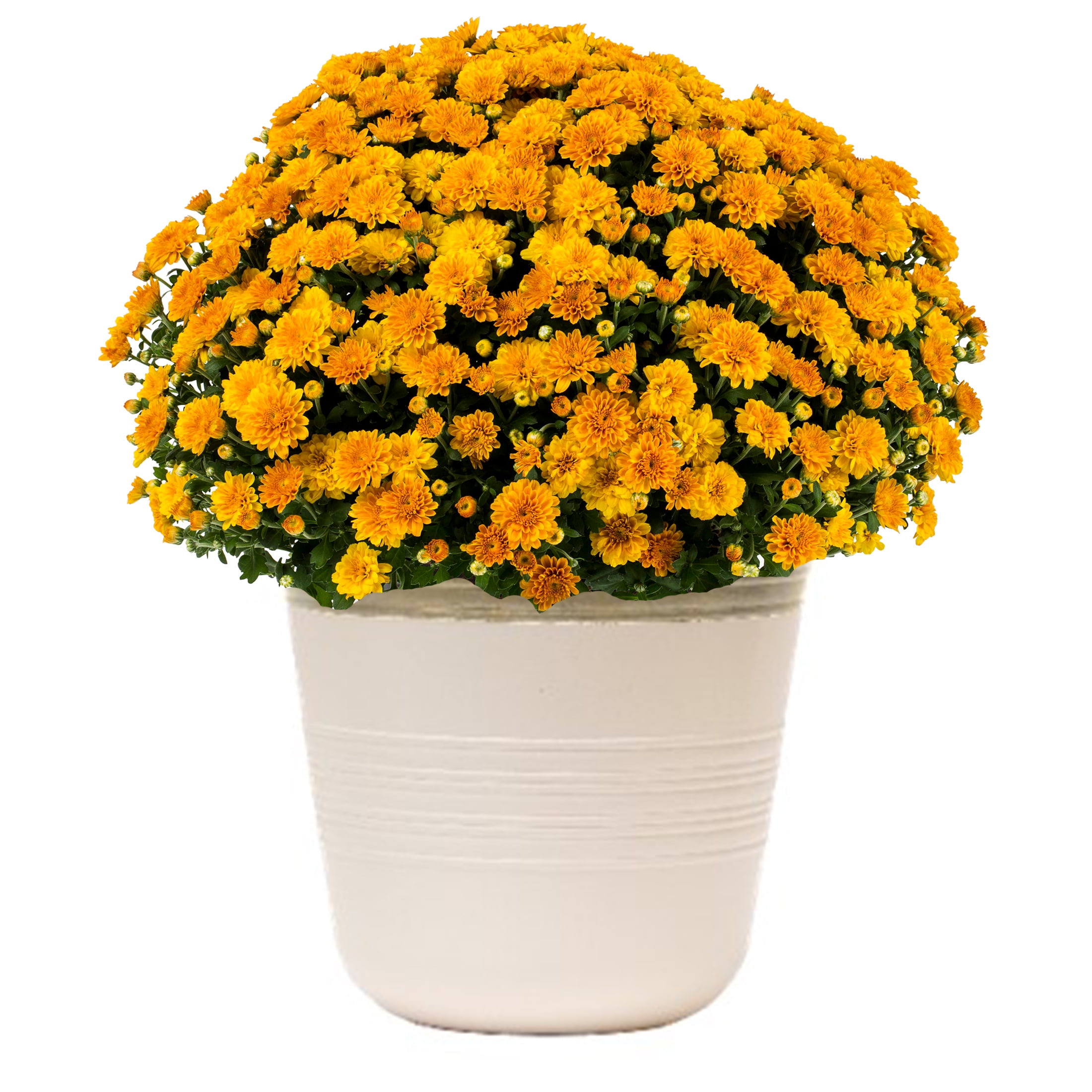 Better Homes & Gardens 2.5G Marcus Mum Confetti Combo Live Plants Sun ...
