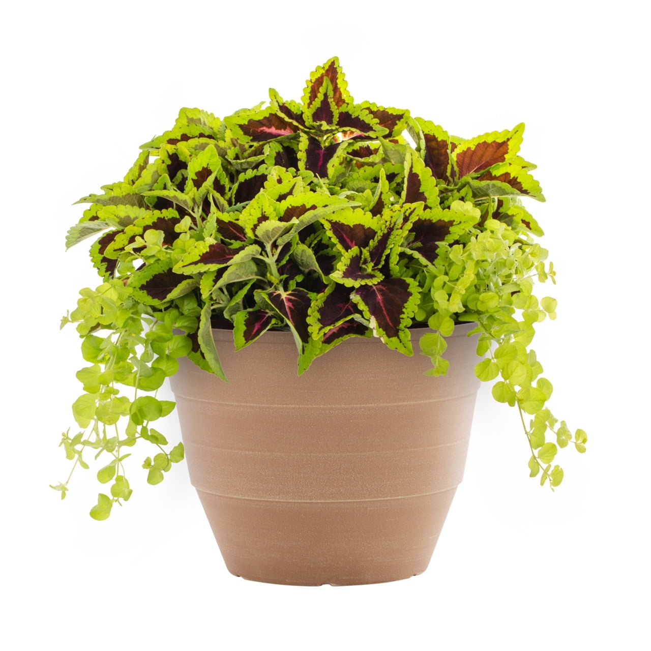 Better Homes & Gardens 2.5gal Multicolor Coleus Lysimachia Live Annual ...