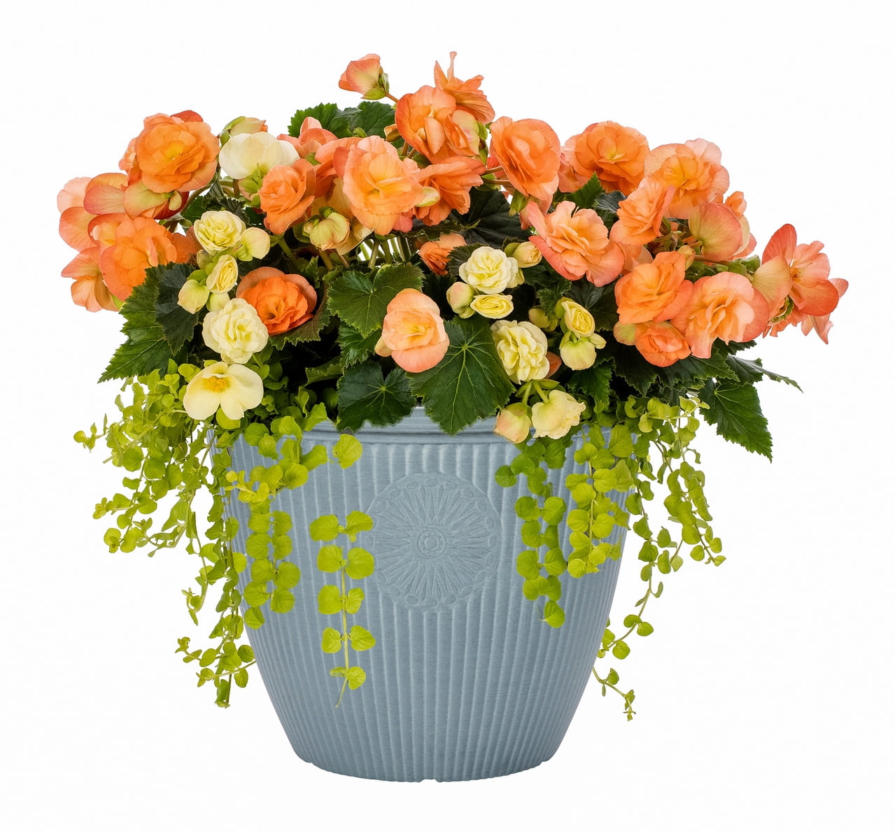 Better Homes & Gardens 2.5G Multicolor Begonia Combo Live Plants with ...