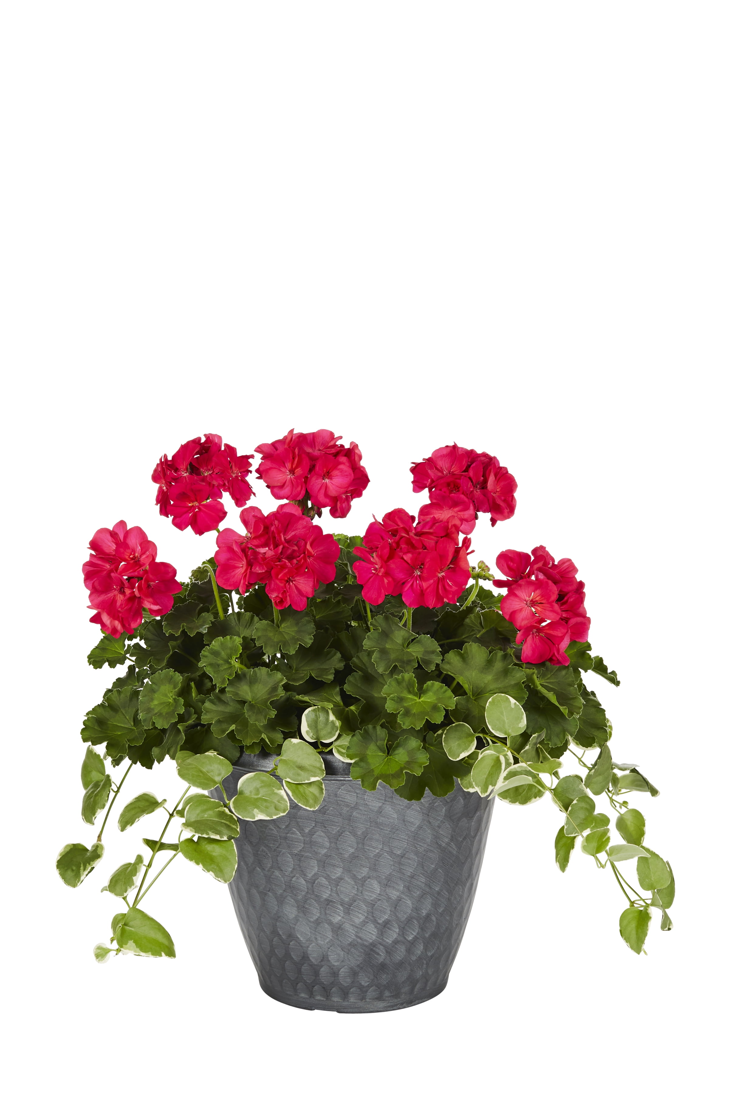 Better Homes & Gardens 2.5G Multicolor Geranium Live Plants with ...