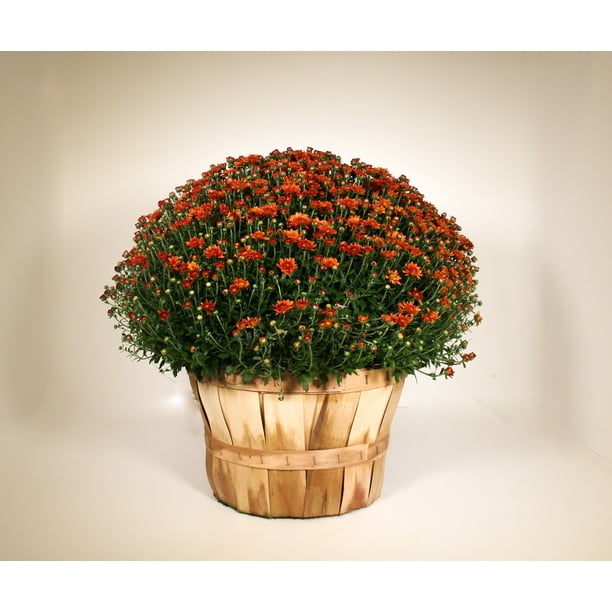 Better Homes & Gardens 2.5G Multicolor Mum with Basket Full Sun Live ...