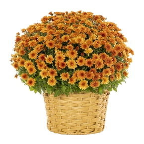 Mums in Annuals - Walmart.com