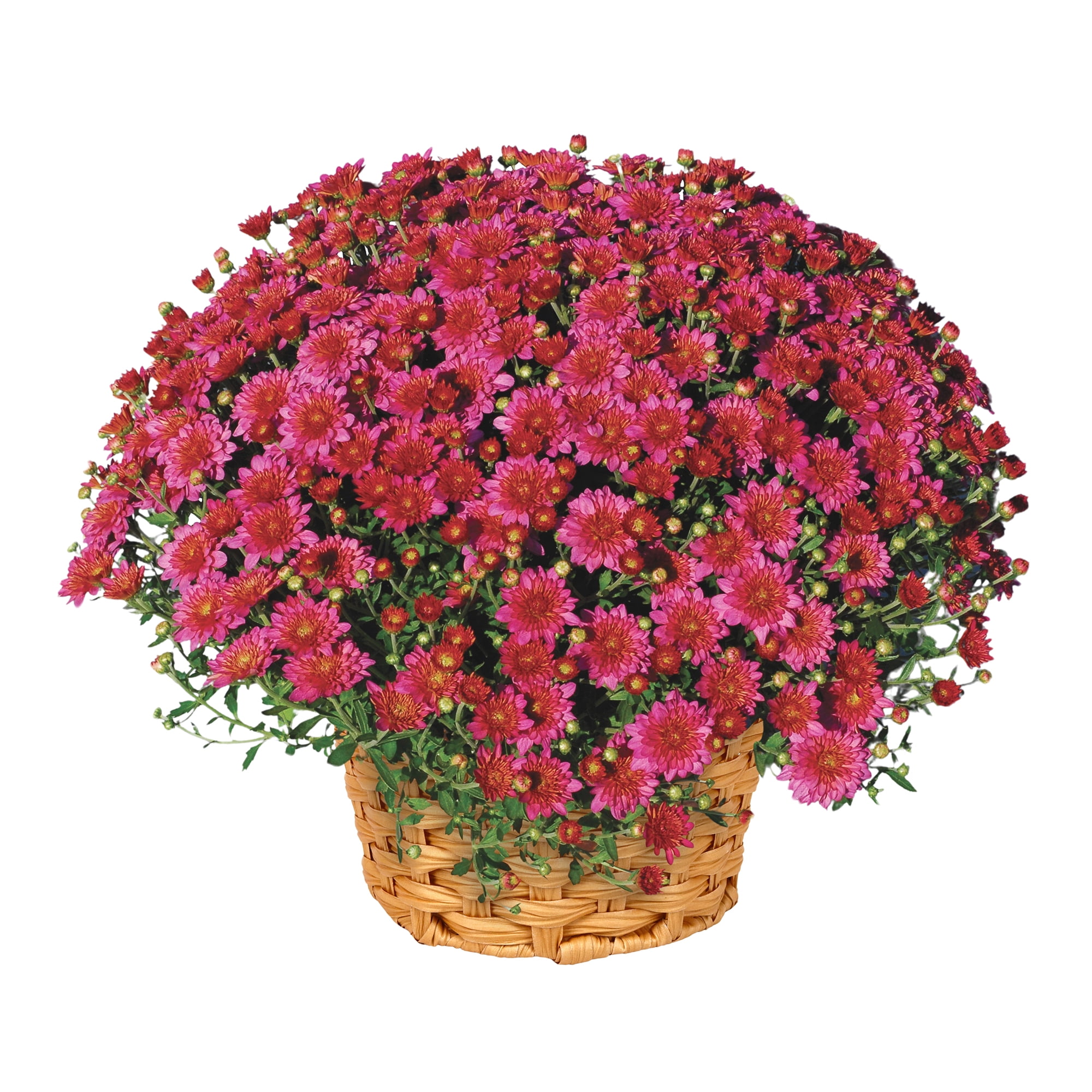 Better Homes & Gardens 2.5G Pink Mum Live Plant in Bushel Basket ...