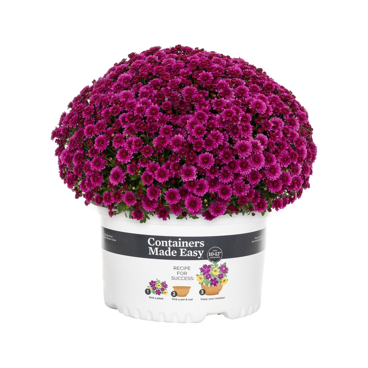 Better Homes & Gardens 2.5G Purple Mum Live Plant Containers Made Easy ...