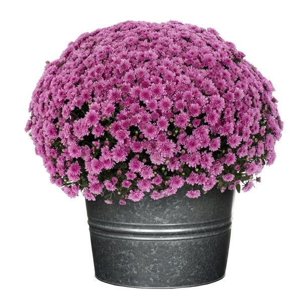 Better Homes & Gardens 2.5G Purple Mum Live Plant in Decorative ...