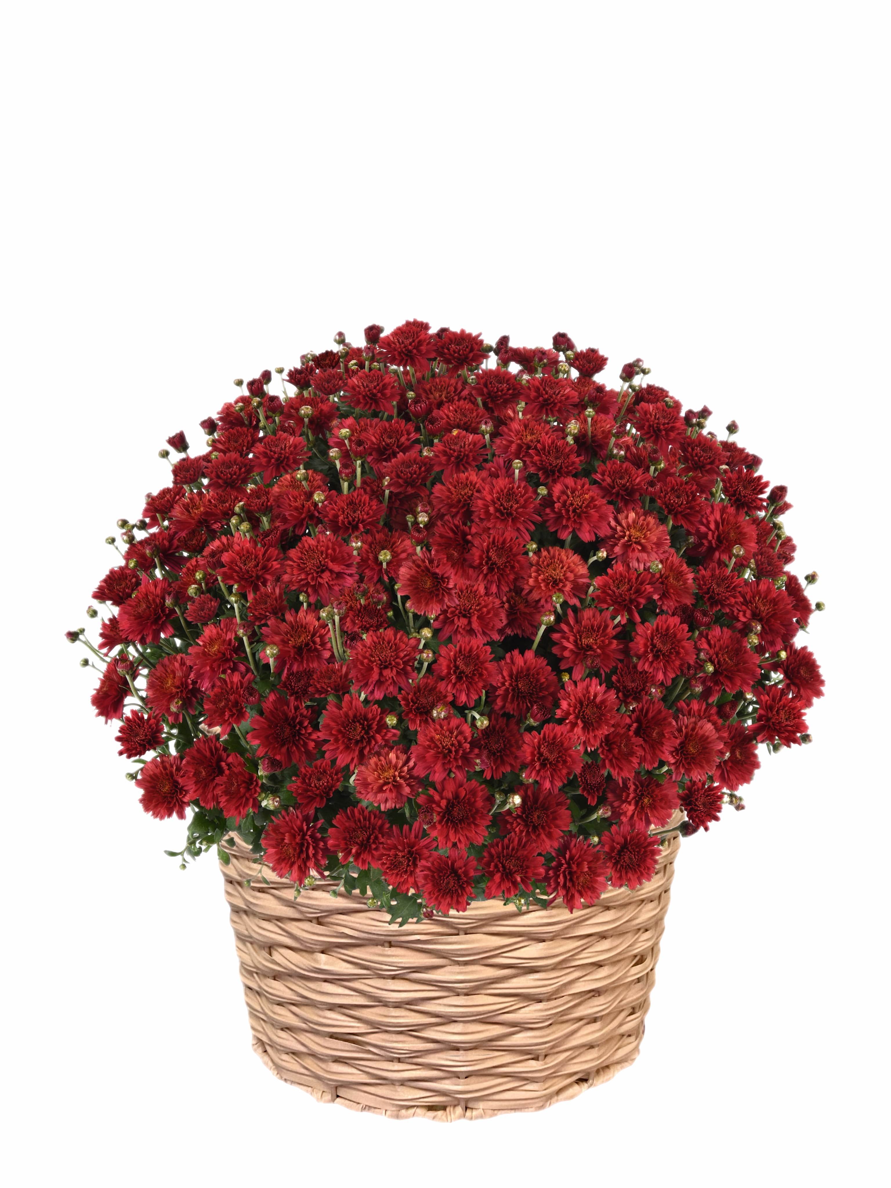 Better Homes & Gardens 2.5G Red Mum Live Plant in Bushel Basket ...