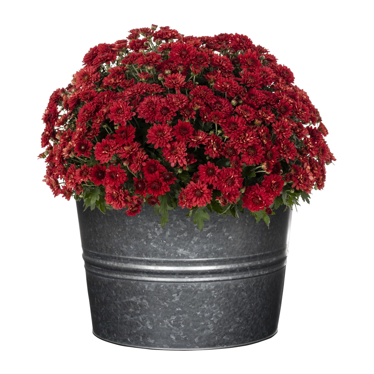 Better Homes & Gardens 2.5G Red Mum Live Plant in Decorative Galvanized ...