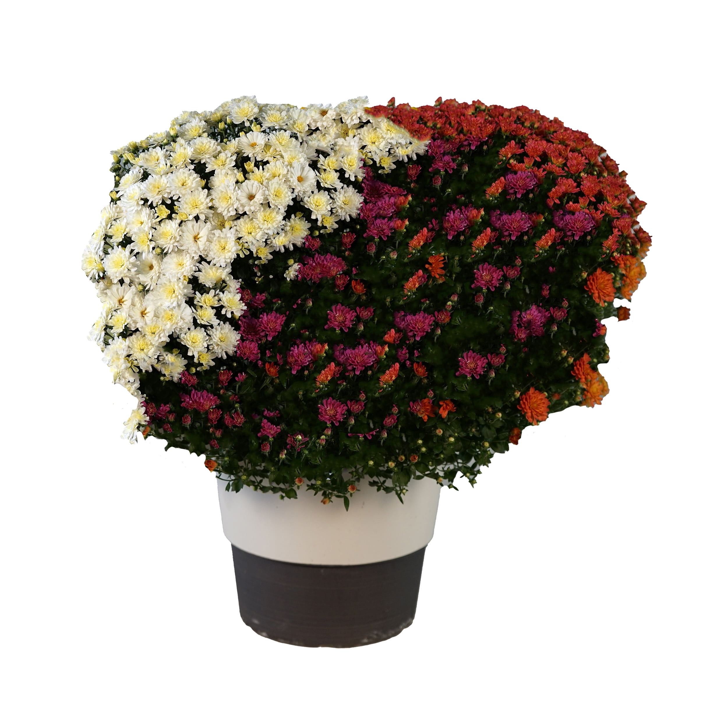 Better Homes & Gardens 2.5G Tricolor Mum Perennial Outdoor Live Plant ...