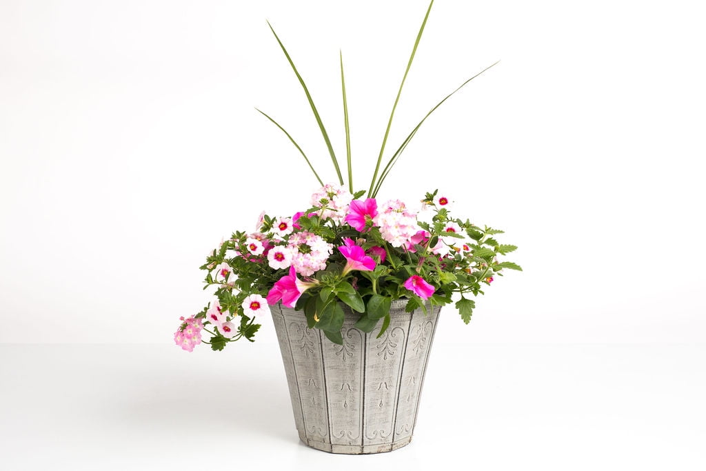 Better Homes & Gardens 2.5G Trixi Cherry Kiss Combo in a Decorative ...