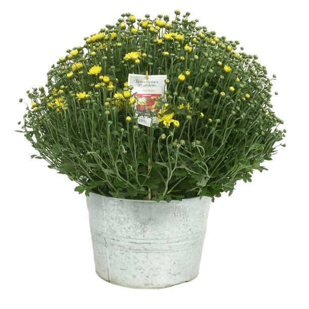 Better Homes & Gardens 2.5G Yellow Galvanized Mum Live Plants, Full Sun ...
