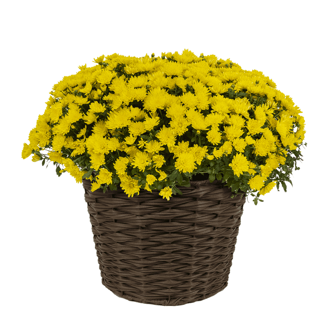 Better Homes & Gardens 2.5 Gallon Live Yellow Mum Plant in Bushel ...