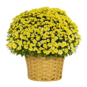 Mums in Annuals - Walmart.com