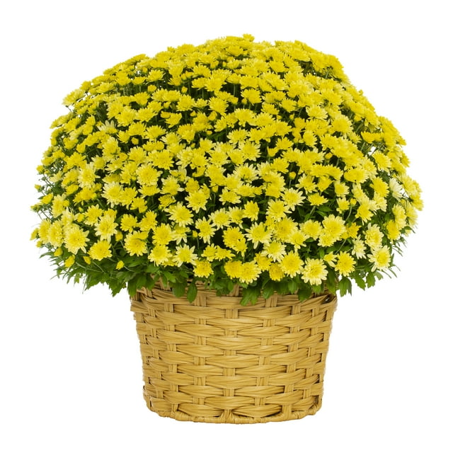 Better Homes & Gardens 2.5G Yellow Mum Live Plant in Bushel Basket ...