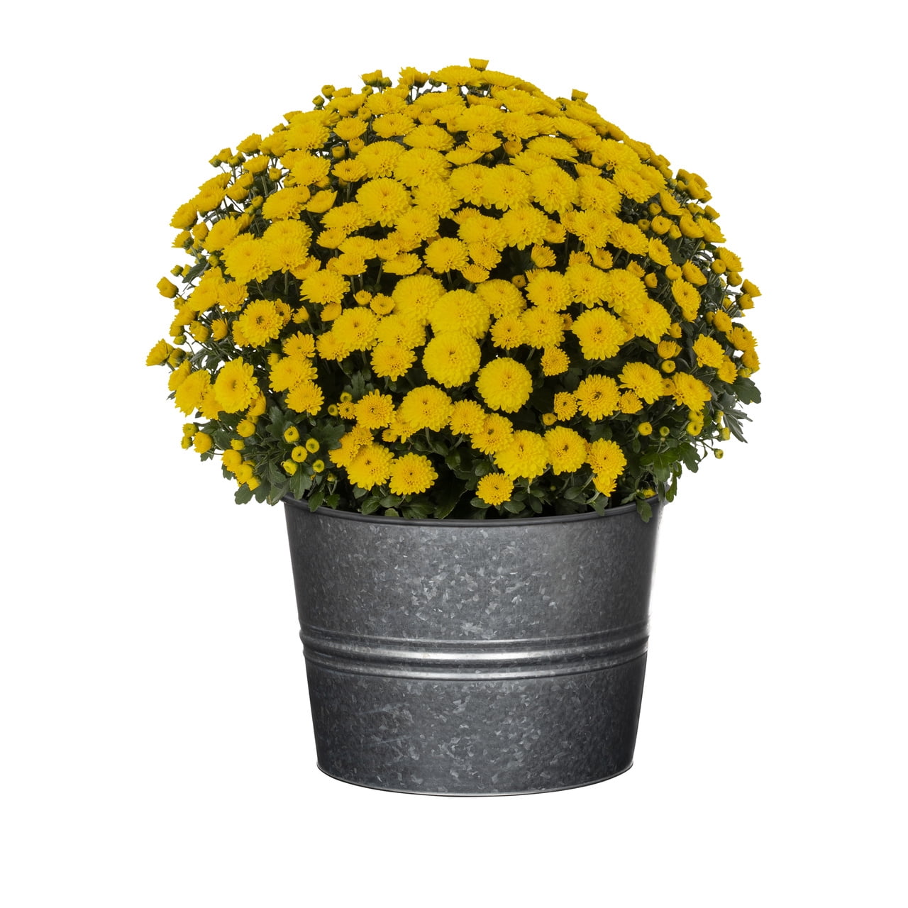 Better Homes & Gardens 2.5G Yellow Mum Live Plant in Decorative ...