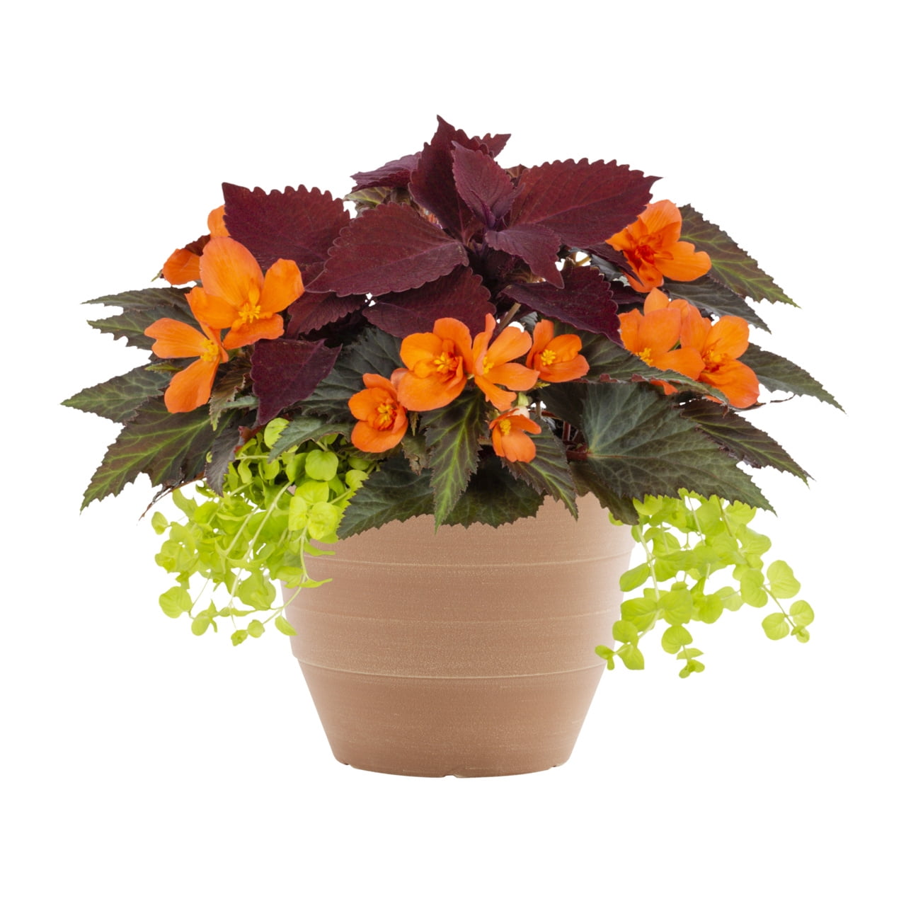 Better Homes & Gardens 2.5gal Multicolor Begonia Coleus Lysimachia Live ...