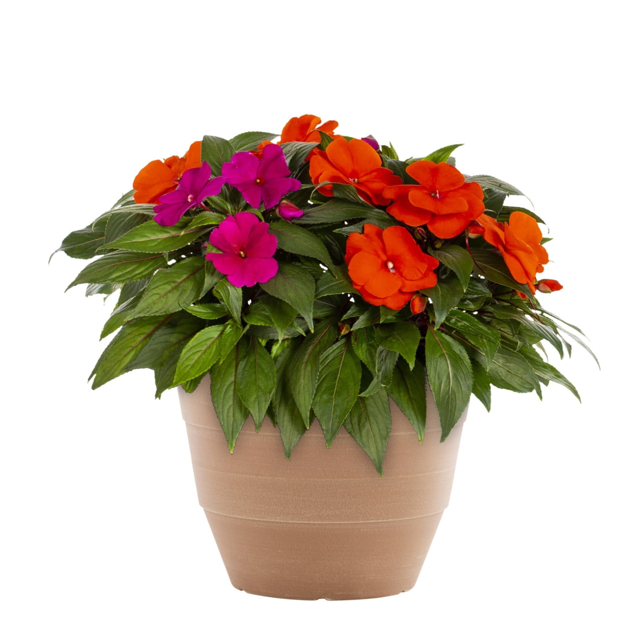 Better Homes & Gardens 2.5gal Multicolor New Guinea Impatiens Live ...