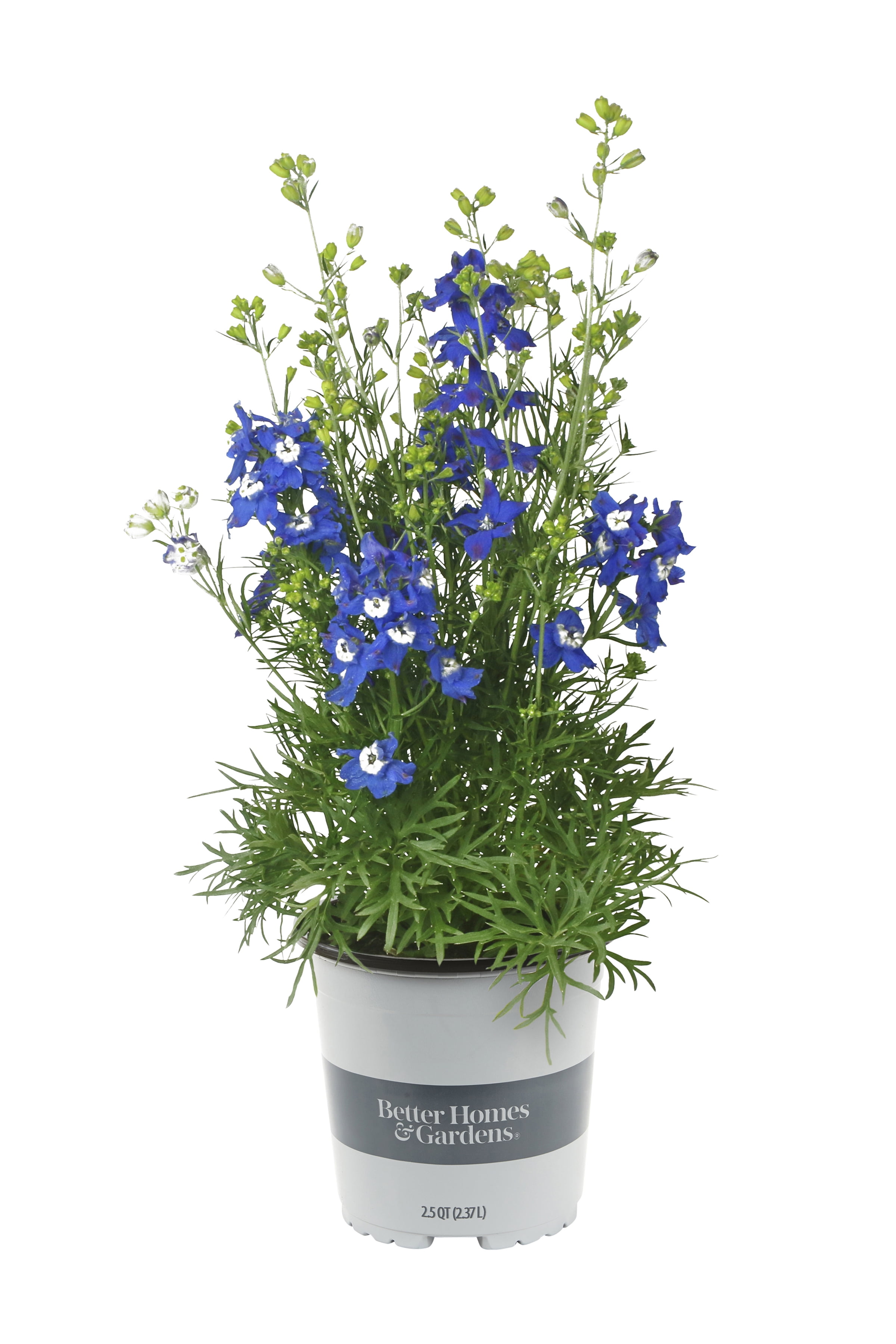 Better Homes & Gardens 2QT Blue Delphinium Blue Diamonds Live Perennial ...