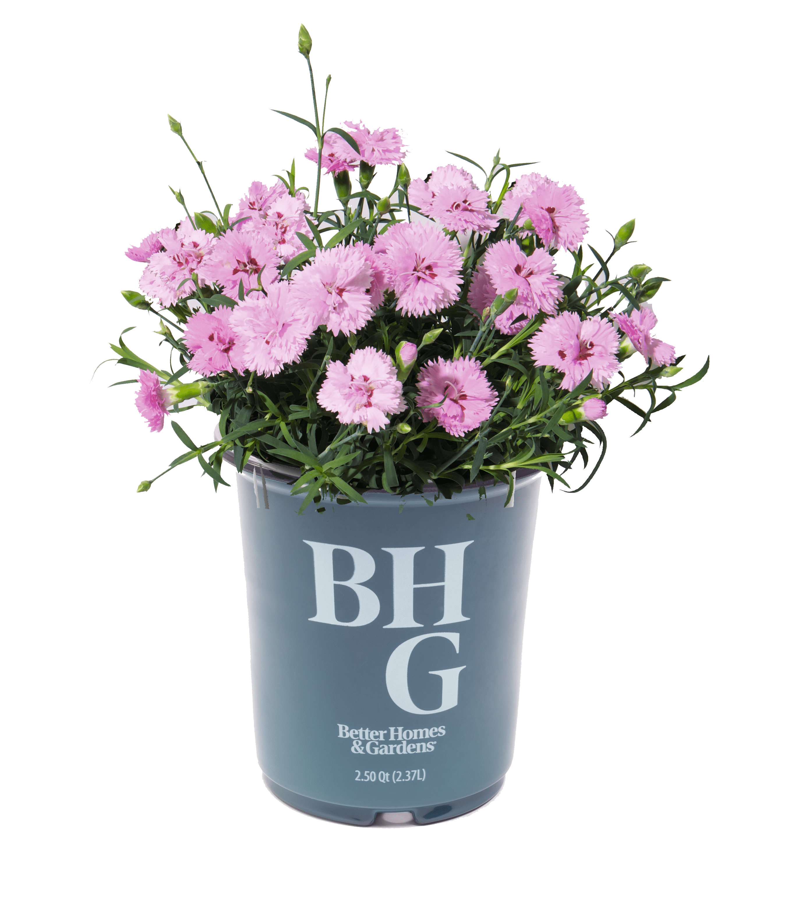 Better Homes & Gardens Carnation Raspberry Surprise 2.5QT Perennial ...