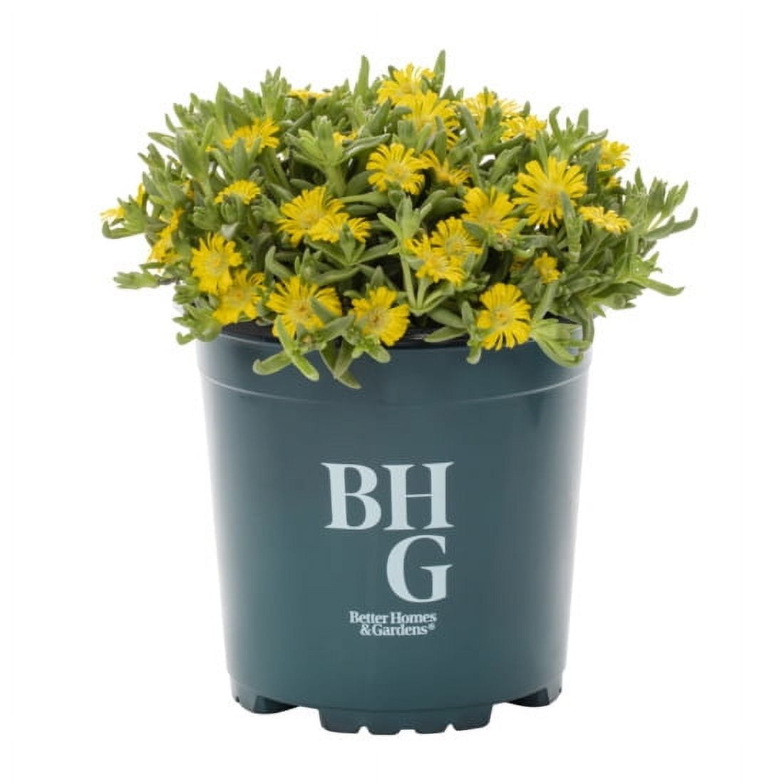 Better Homes & Gardens 2.5QT Delosperma Wheels of Wonder Golden ...