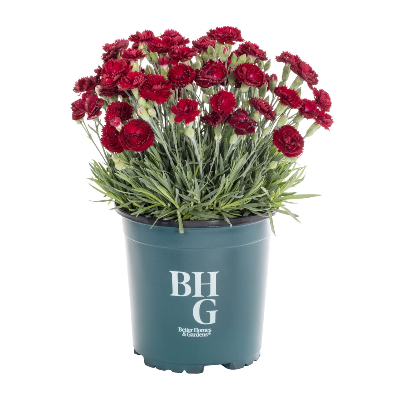 Better Homes & Gardens 2.5QT Dianthus Sunflor Dynamite Perennial Plant ...