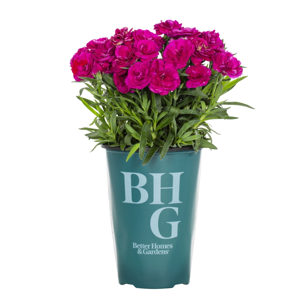 Better Homes & Gardens 2.5QT Pink Dianthus Sunflor Faganza Live ...