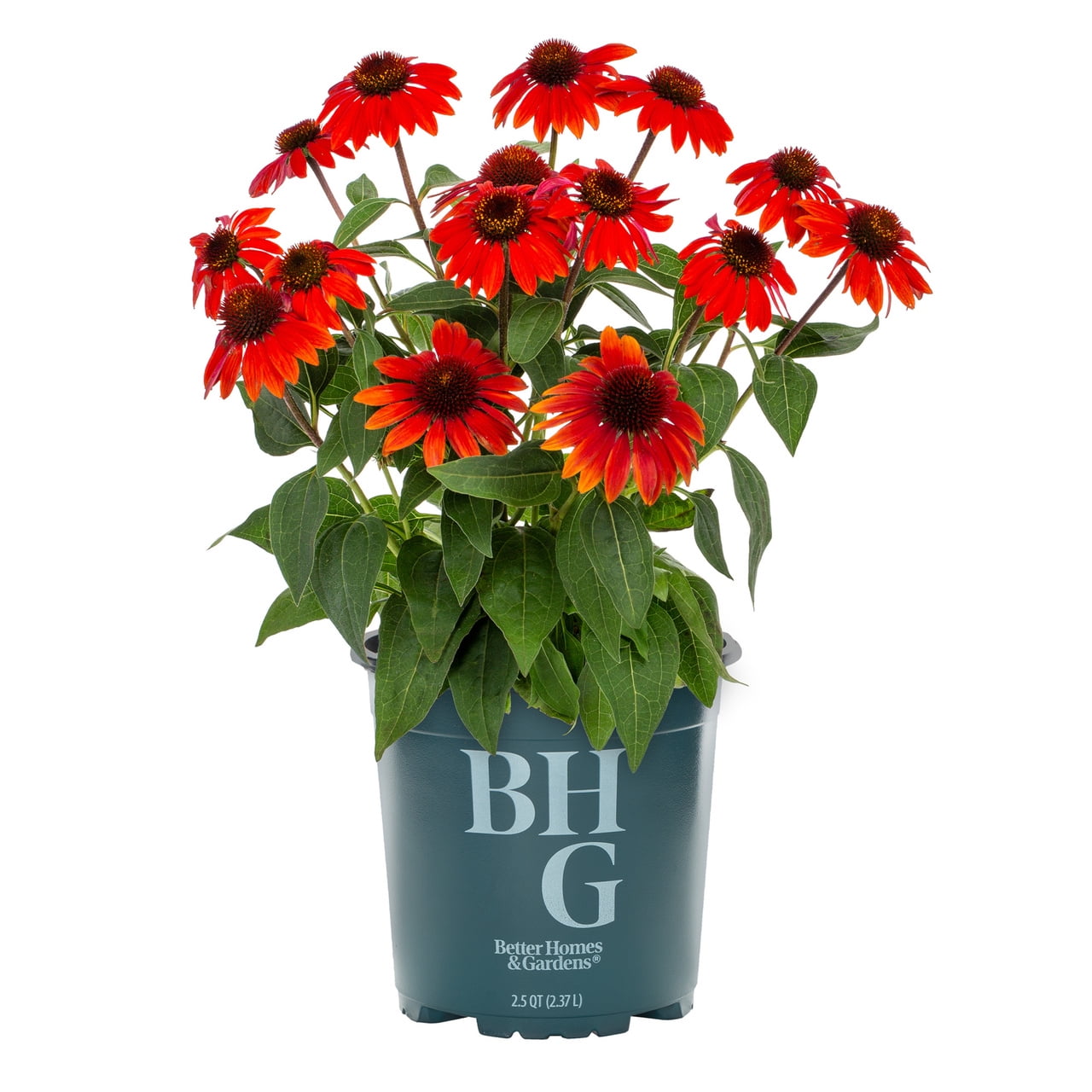 Better Homes & Gardens 2.5QT Red Echinacea Sombrero Salsa Red Live ...