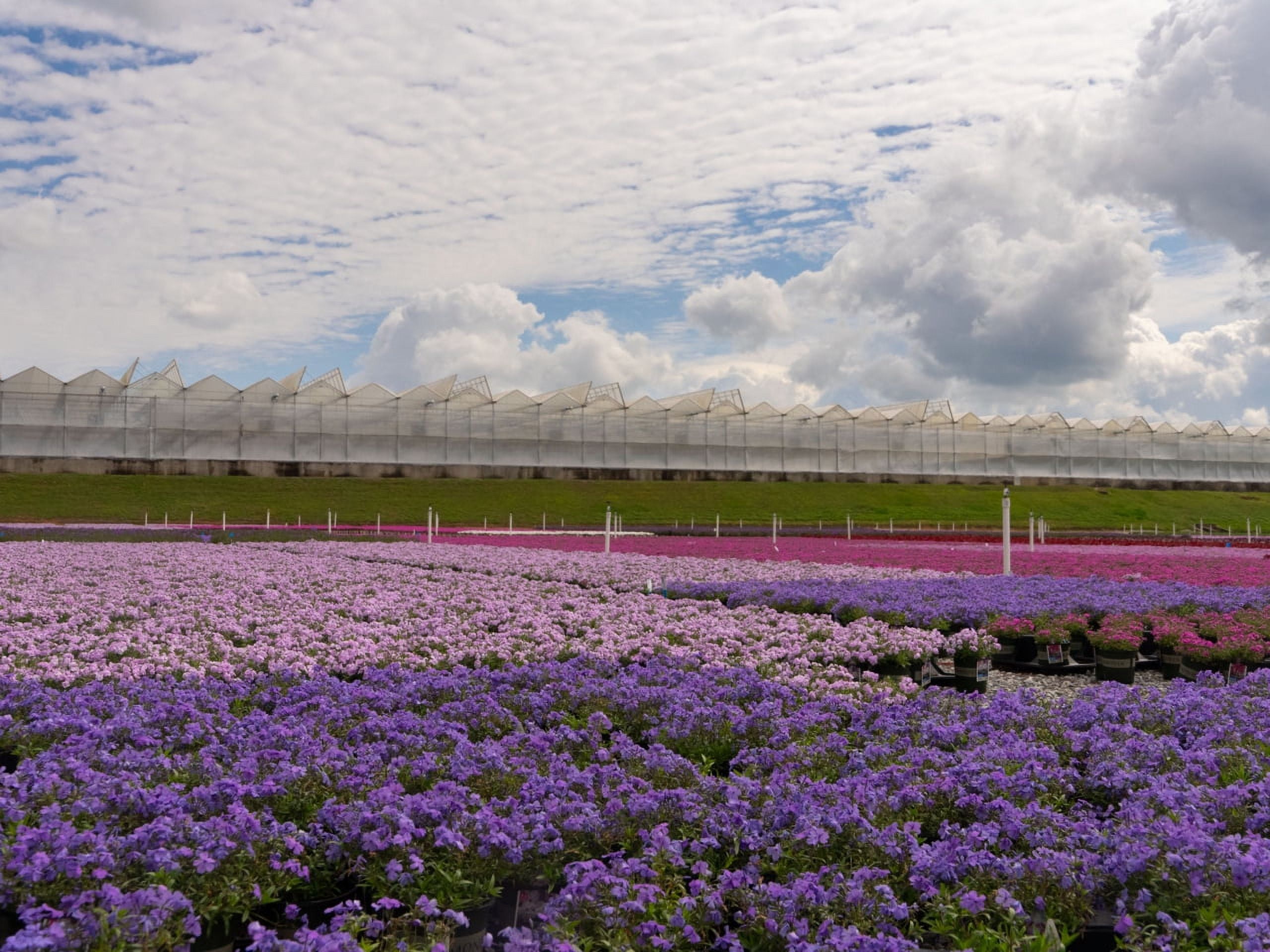 Better Homes & Gardens 2.5QT Freesia Nano Palermo Live Perennial Plant ...